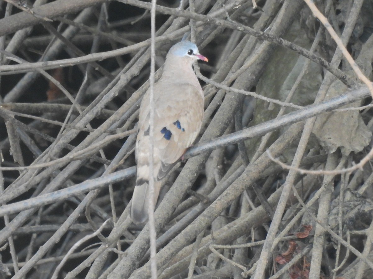 ML485675551 Blue-spotted Wood-Dove Macaulay Library