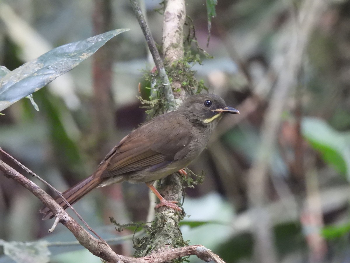 ML485685471 Yellow-whiskered Greenbul Macaulay Library