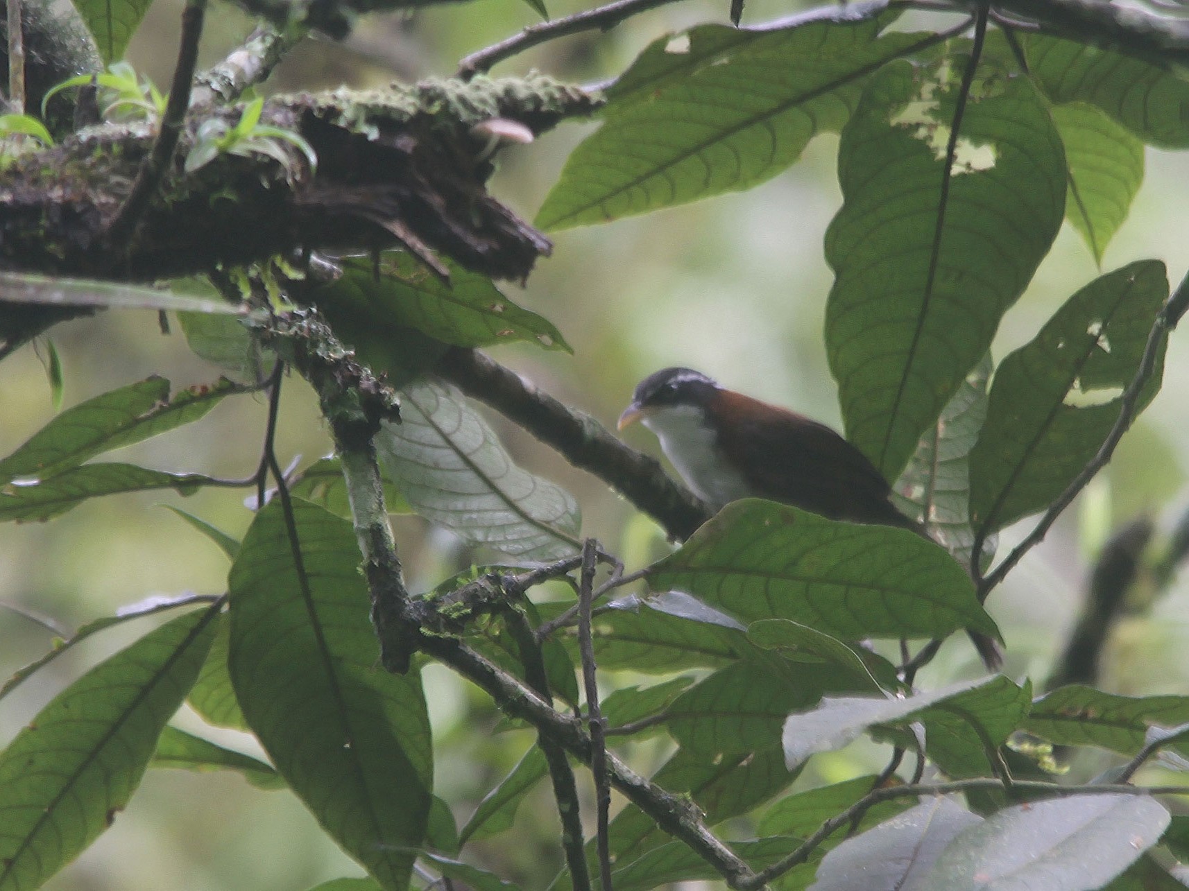 Chestnut-backed Scimitar-Babbler (Javan) - eBird