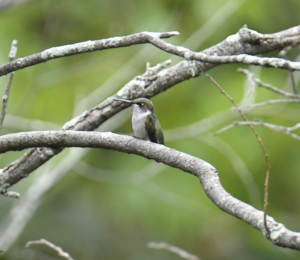 New York Breeding Bird Atlas Checklist - 17 Sep 2022 - Greig Farm ...