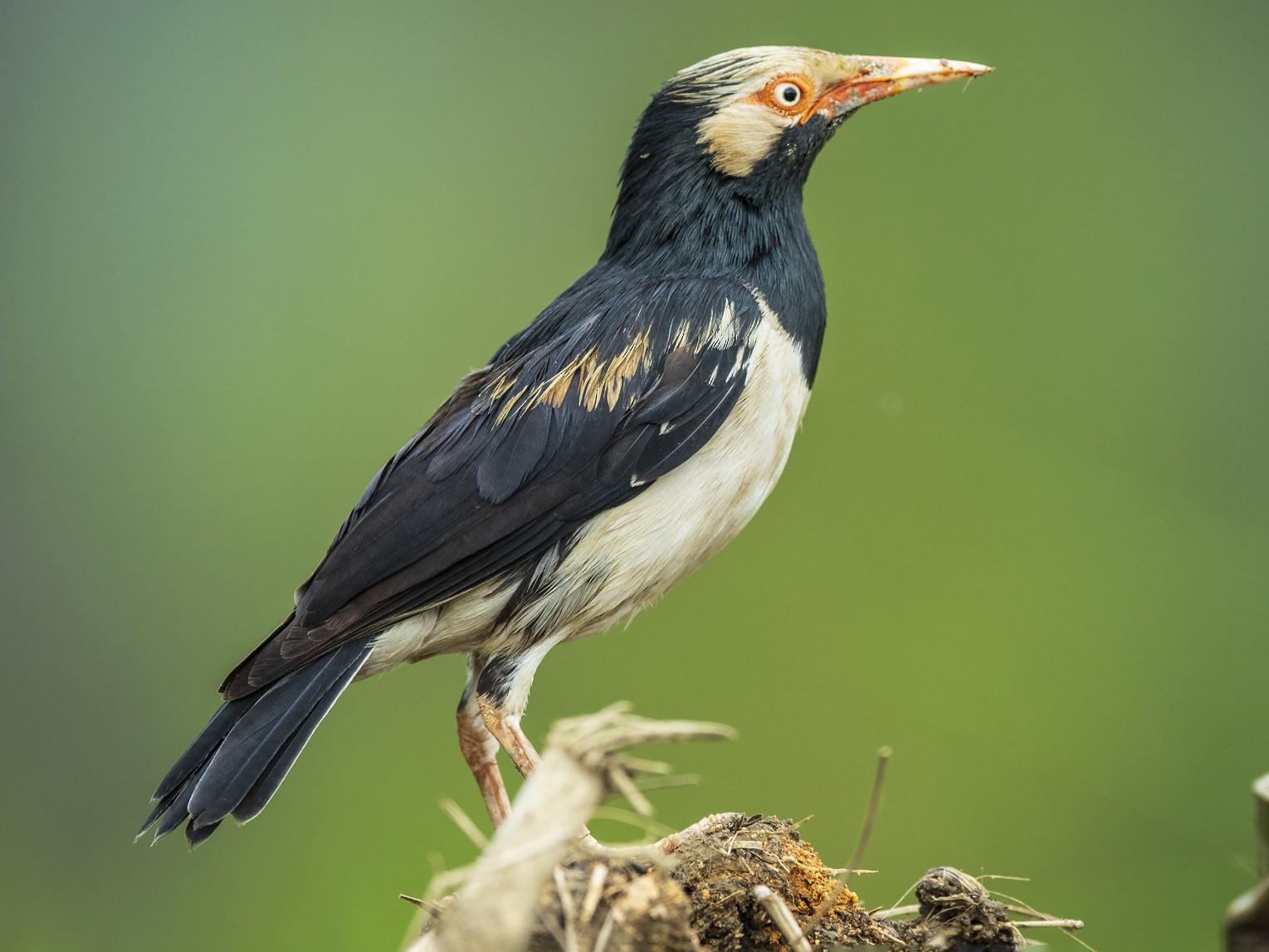 Siamese Pied Starling - eBird