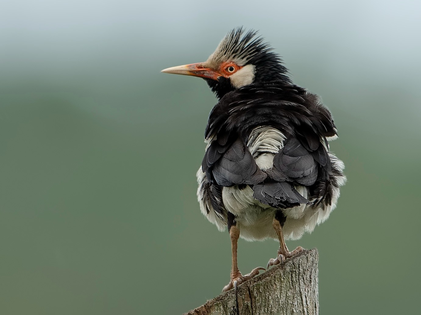 Siamese Pied Starling - eBird