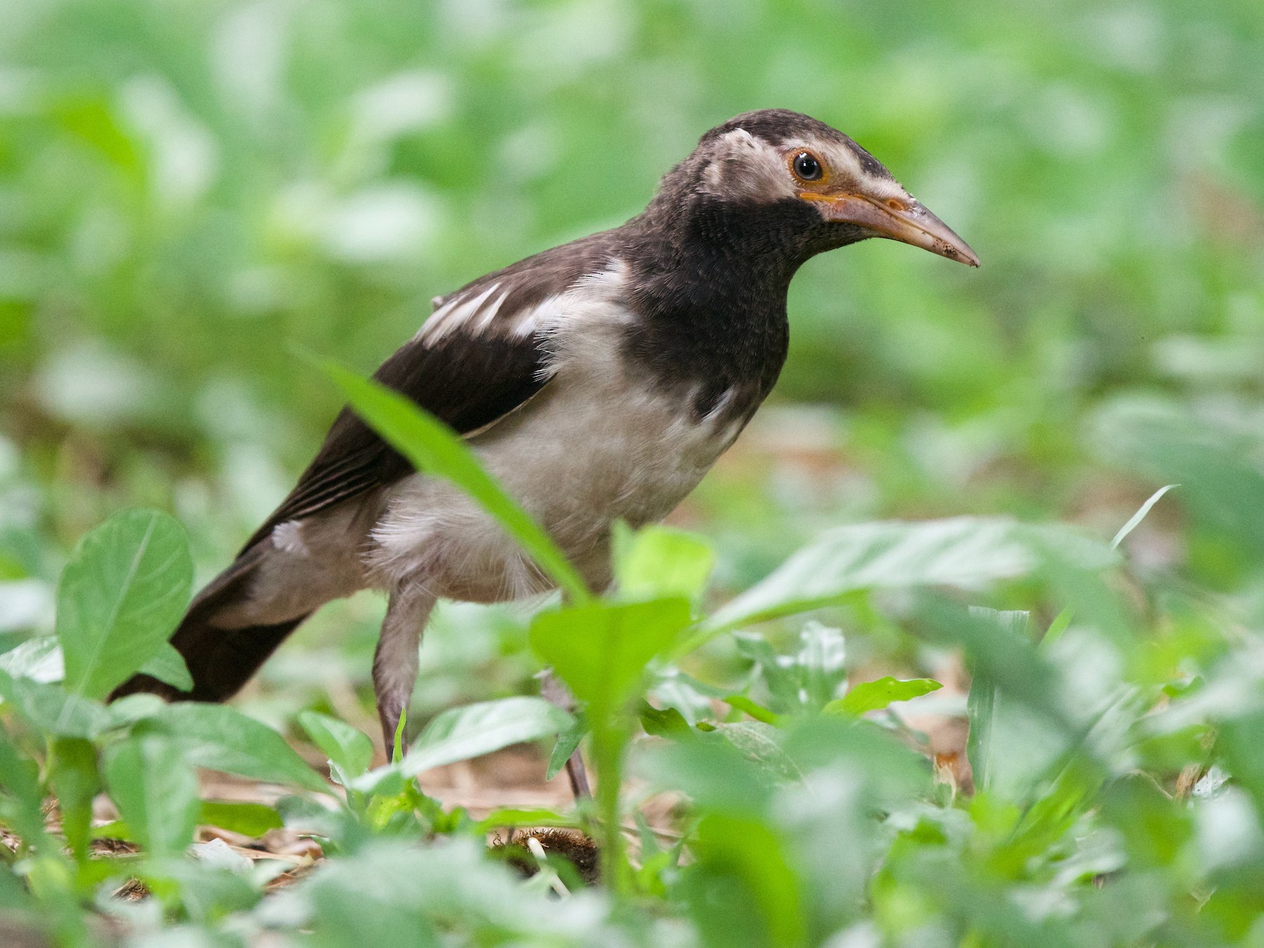 Siamese Pied Starling - eBird