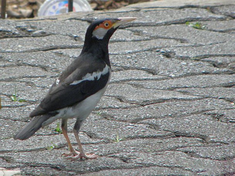 Estornino Pío de Java - eBird
