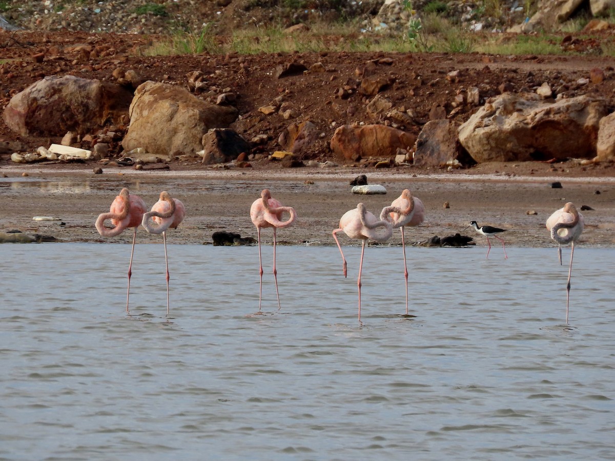 eBird Checklist - 17 Sep 2022 - Laguna Maurica - 40 species