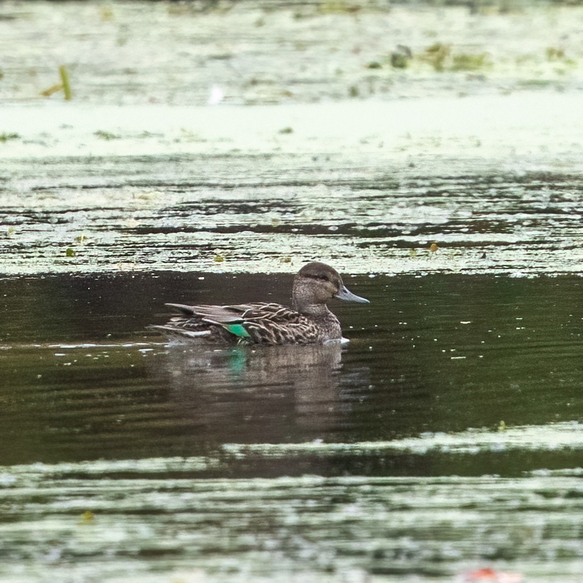 eBird Checklist - 19 Sep 2022 - Ell Pond, Melrose - 13 species eBird Checklist - 19 Sep 2022 - Ell Pond, Melrose - 13 species
