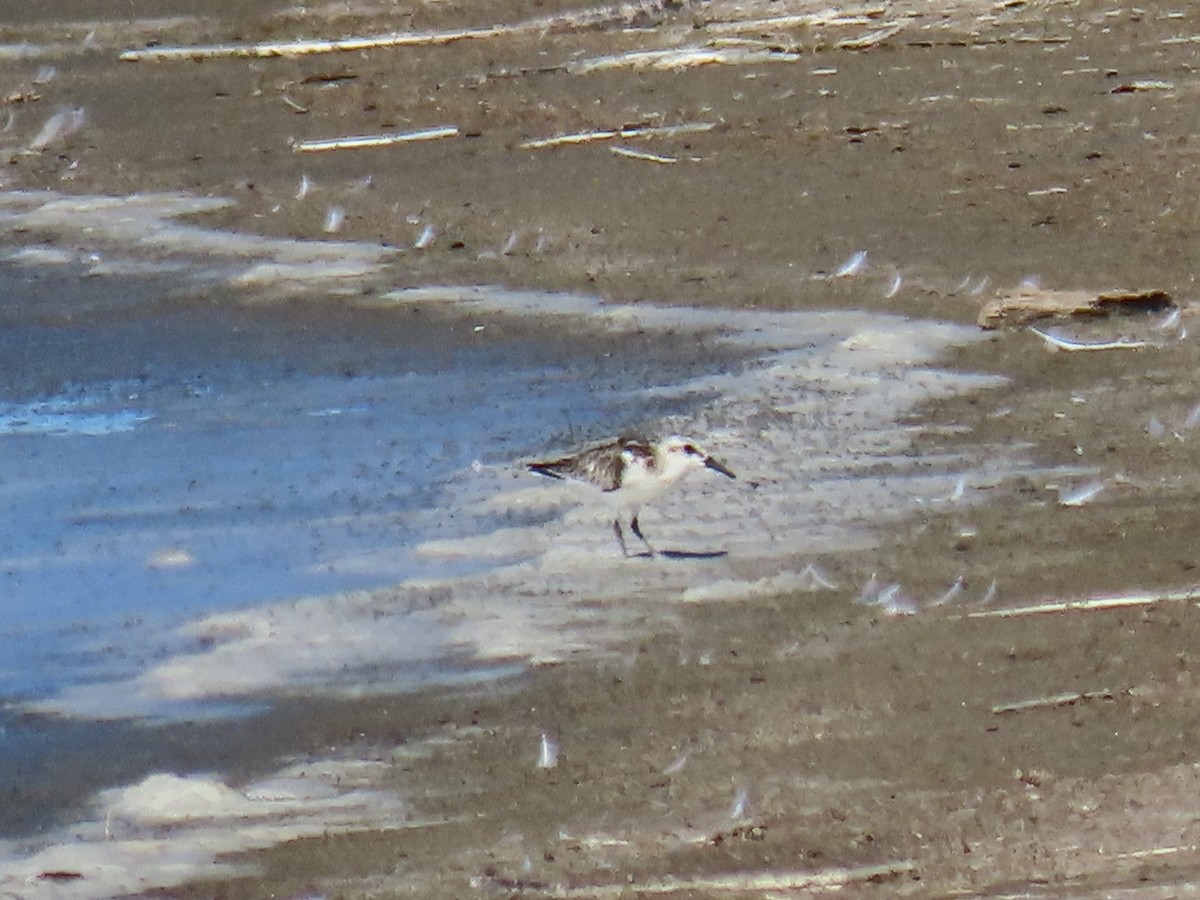 eBird Checklist - 19 Sep 2022 - Springer/Bump Sullivan Wildlife Habitat ...