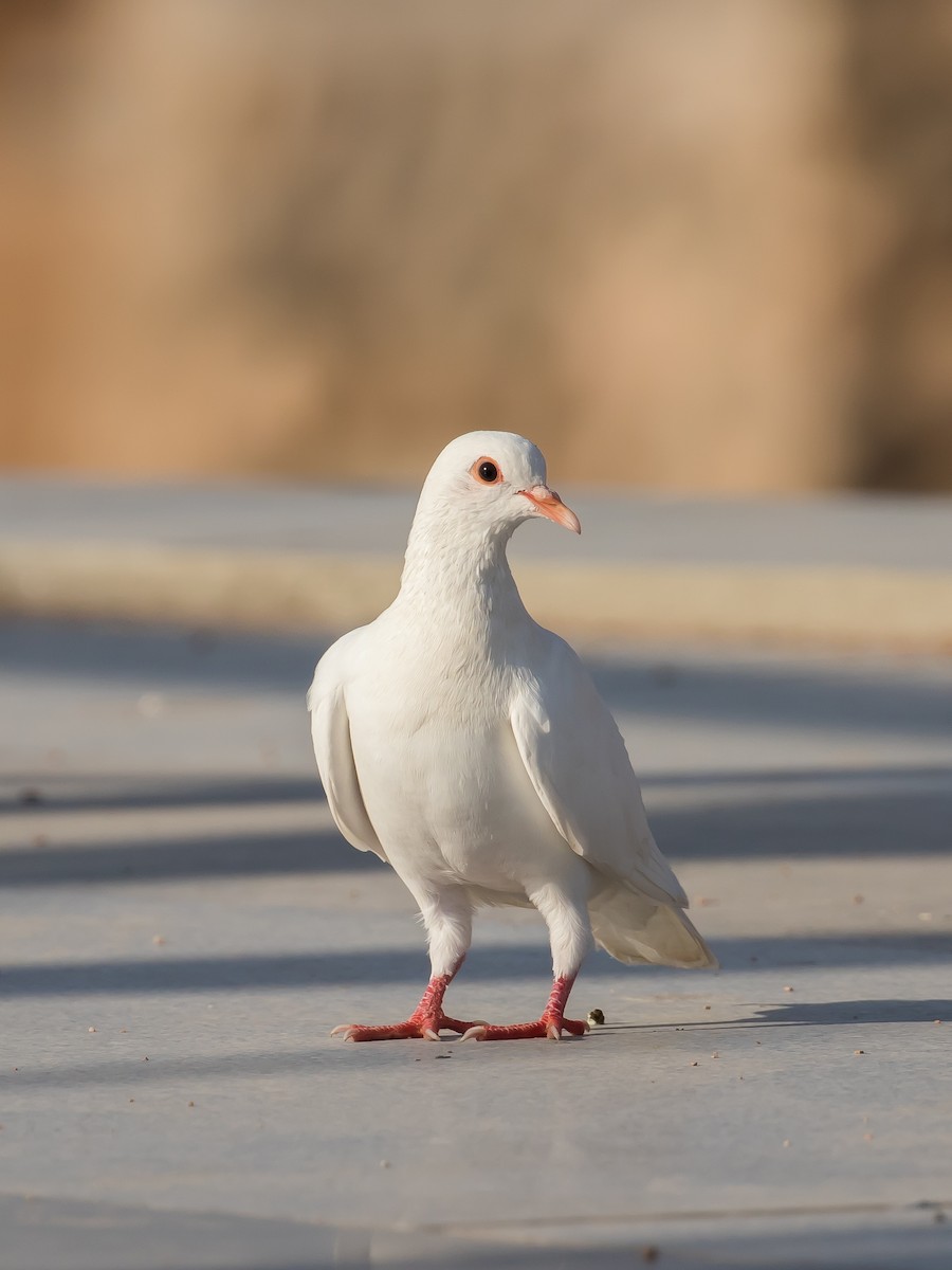 eBird Checklist - 14 Sep 2022 - El Fanar Point - 19 species