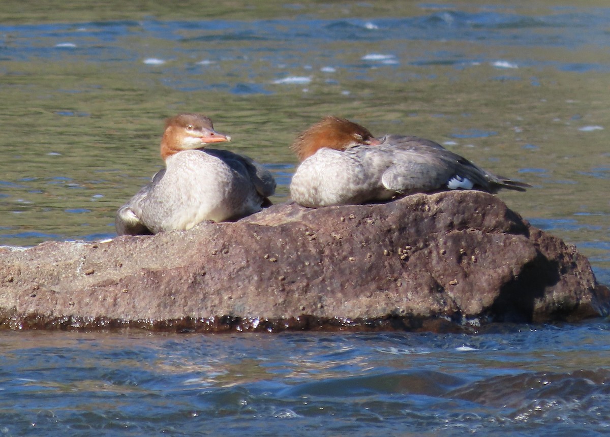 eBird Checklist - 15 Sep 2022 - Coller SWA (Rio Grande County) - 4 species