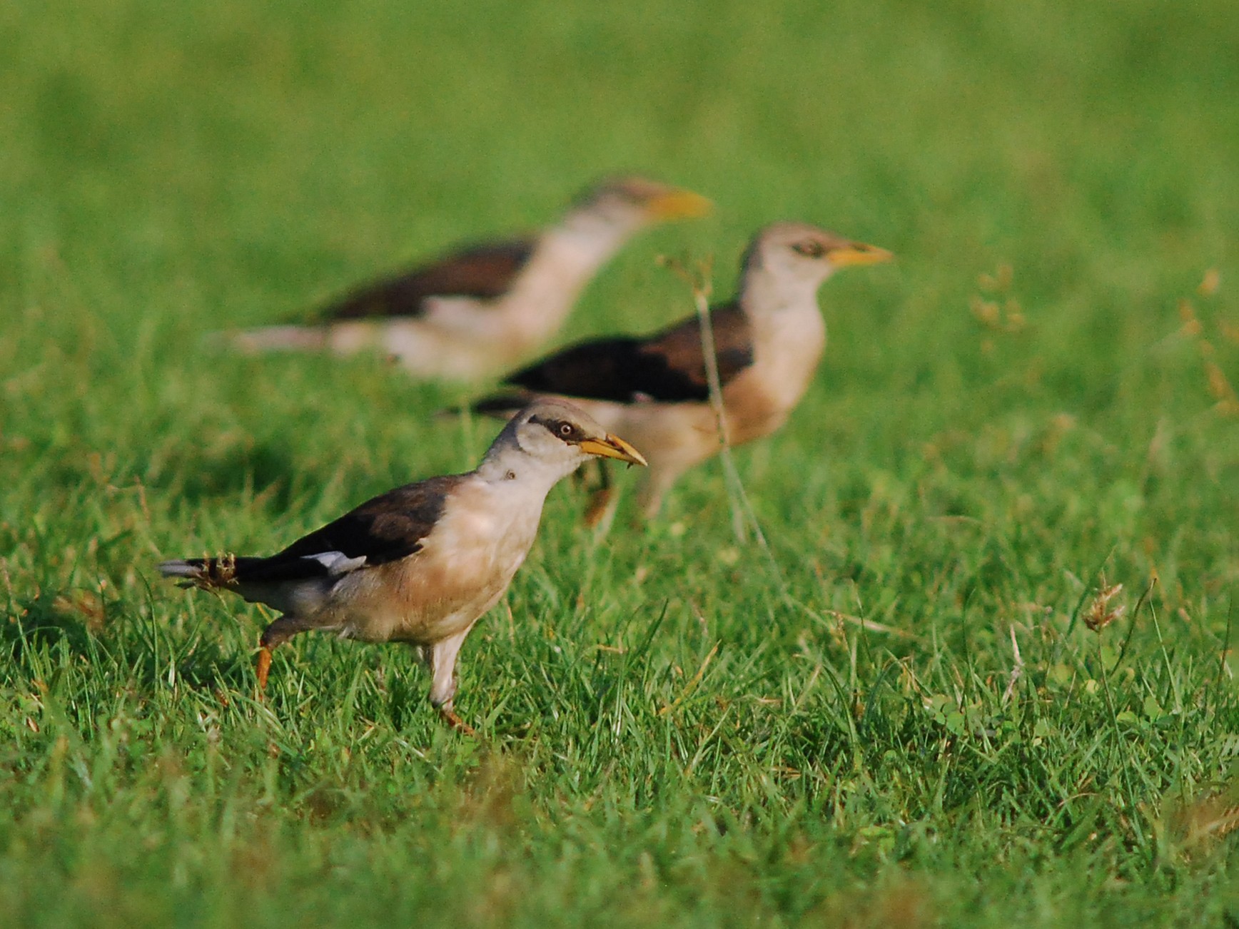 Vinous-breasted Myna - eBird