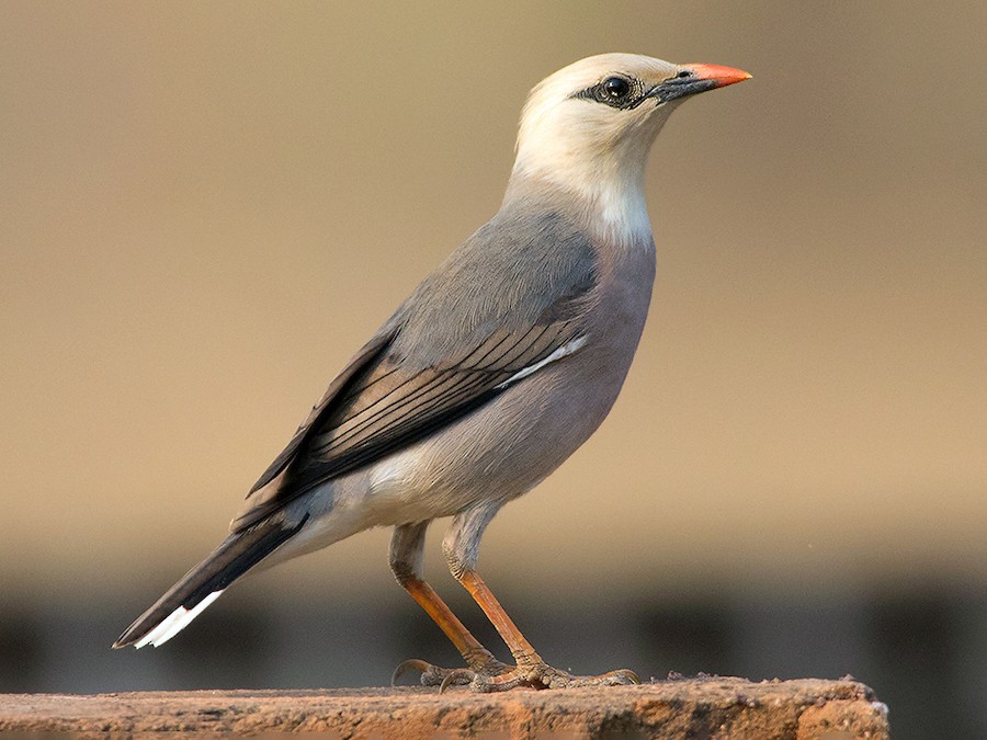 Burmese Myna - eBird