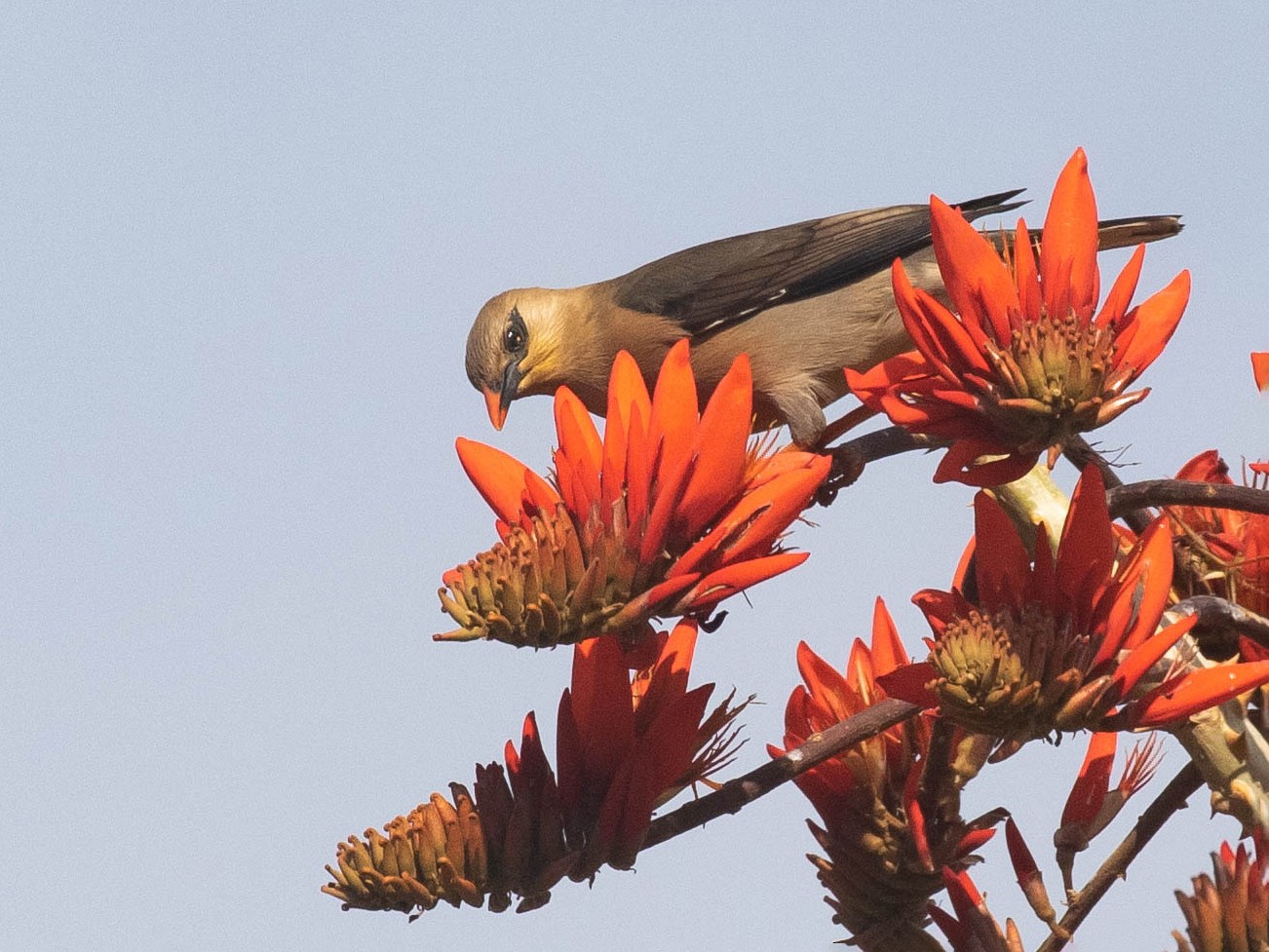 Burmese Myna - eBird