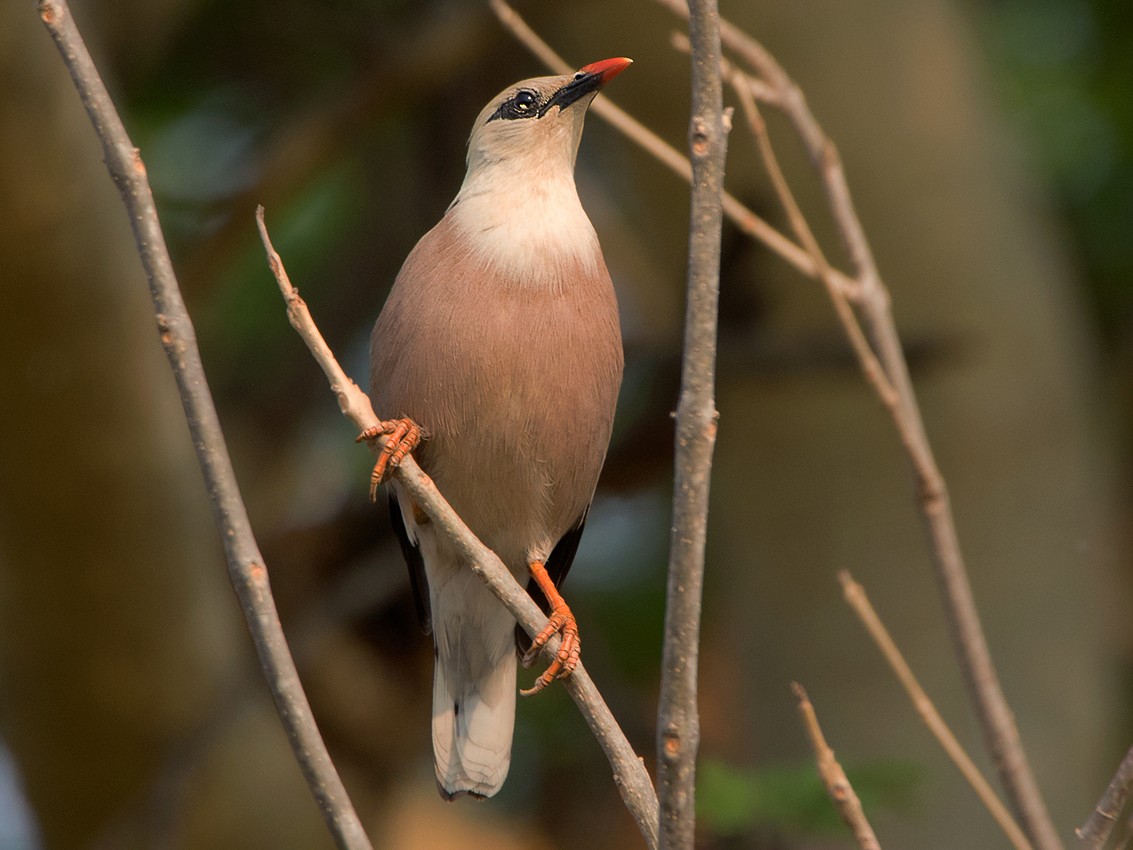Burmese Myna - eBird