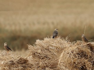 Burmese Myna - eBird
