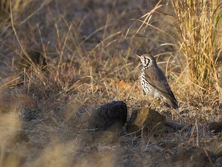 Groundscraper Thrush - eBird