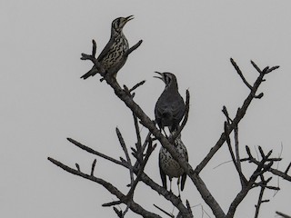Groundscraper Thrush - eBird