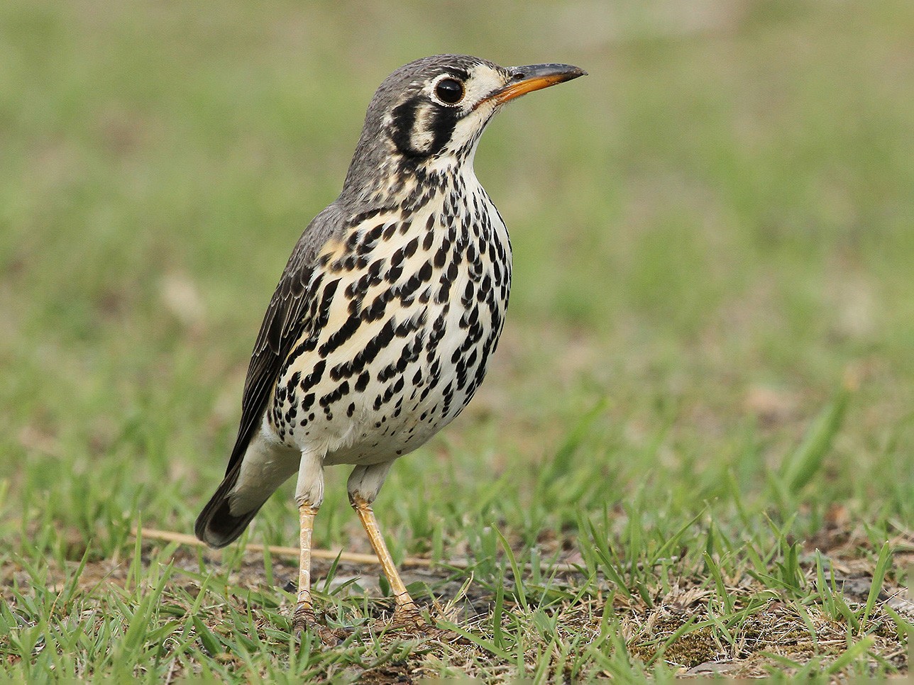 Groundscraper Thrush - eBird