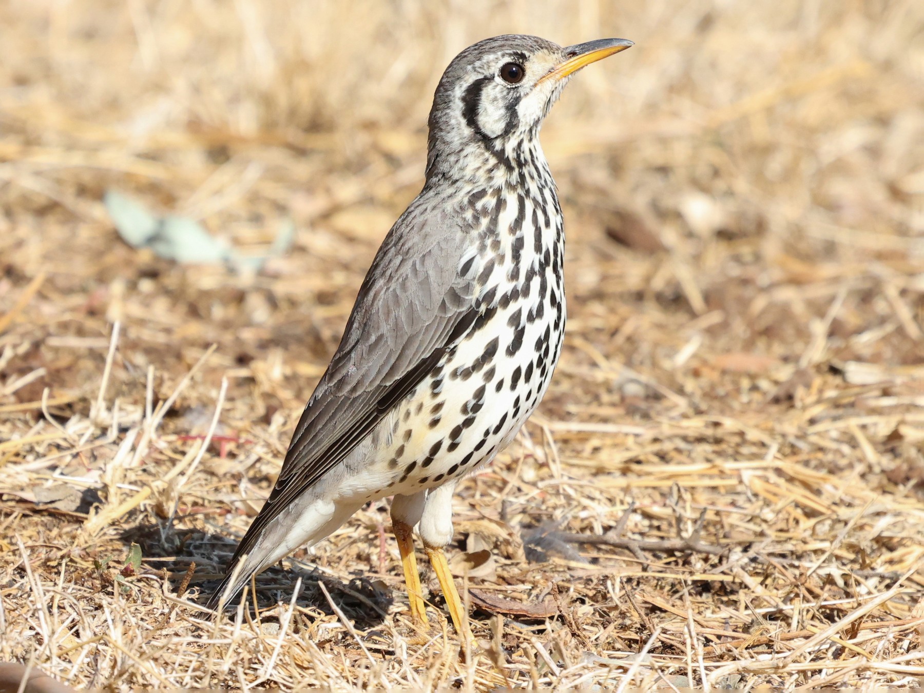 Groundscraper Thrush - eBird