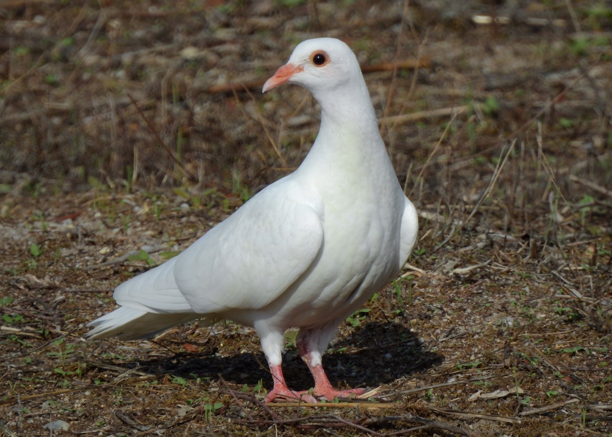 eBird Checklist - 19 Sep 2022 - Quinta da Morgadinha - 37 species (+1 ...