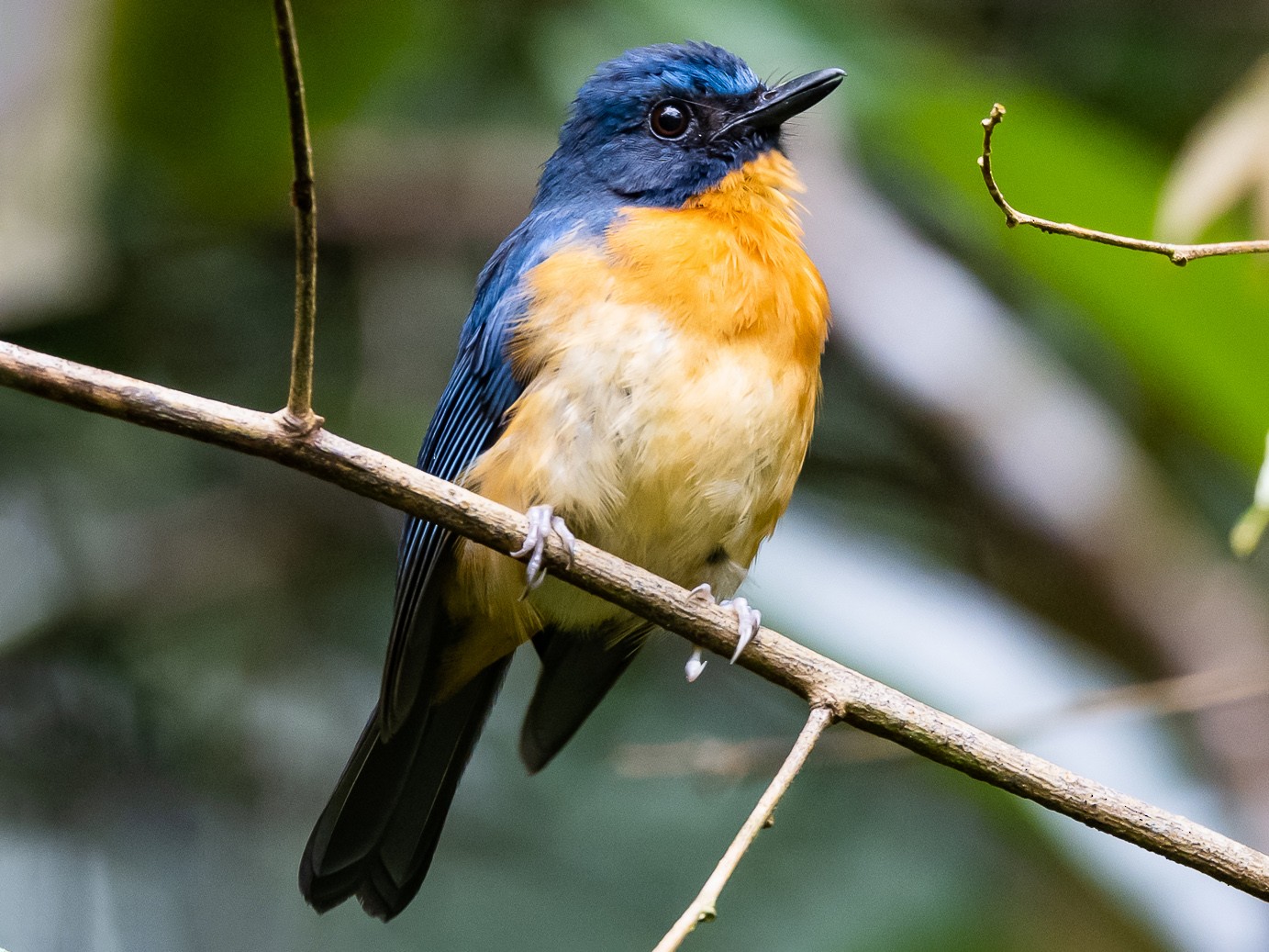 Sulawesi Blue Flycatcher - eBird