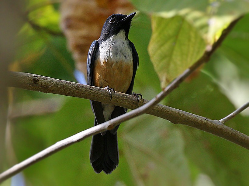 Kalao Blue Flycatcher - eBird