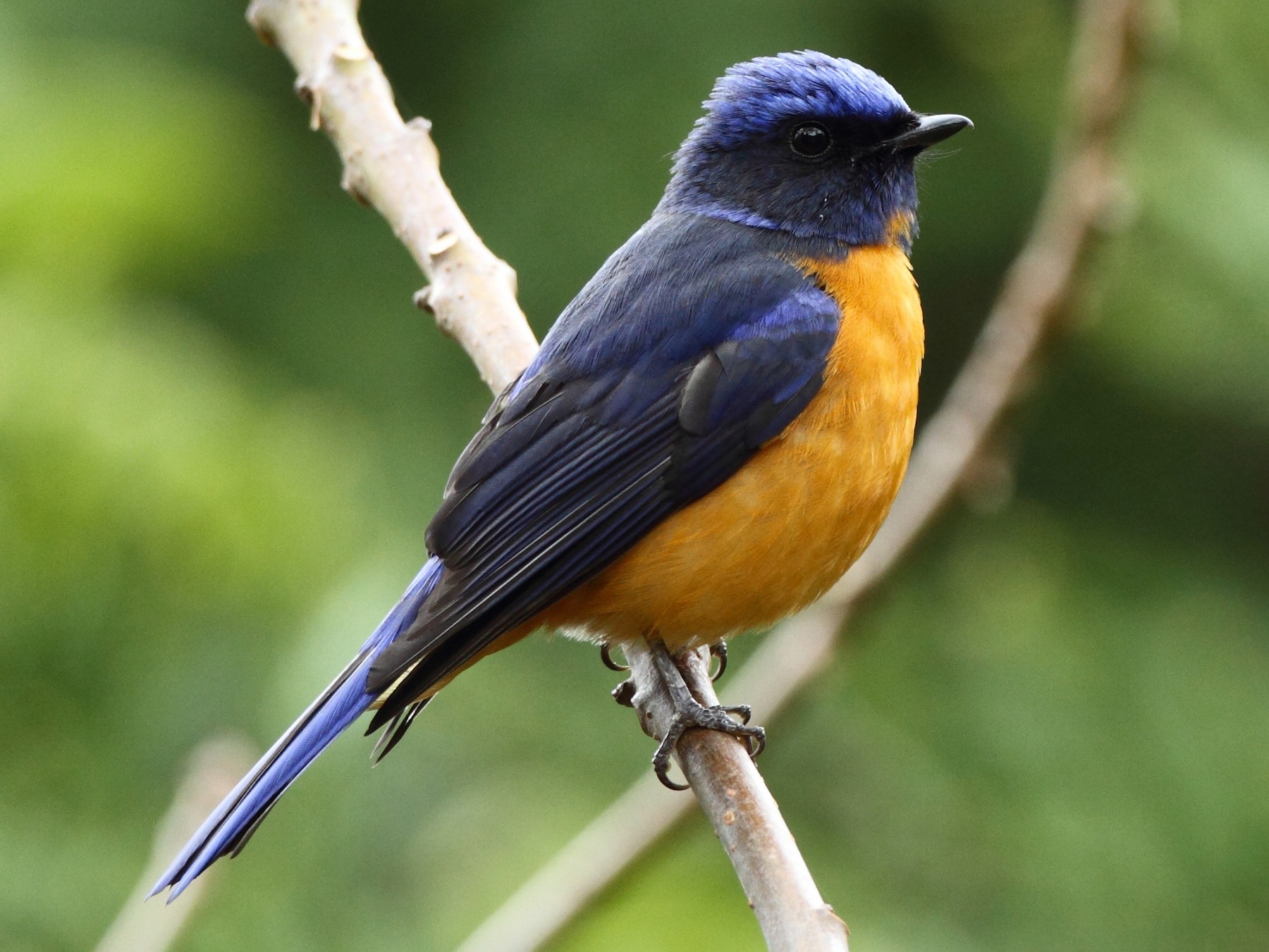taiwan vivid niltava - eBird