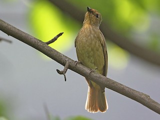 Chinese Vivid Niltava - eBird