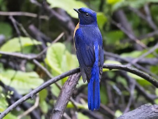 Chinese Vivid Niltava - eBird