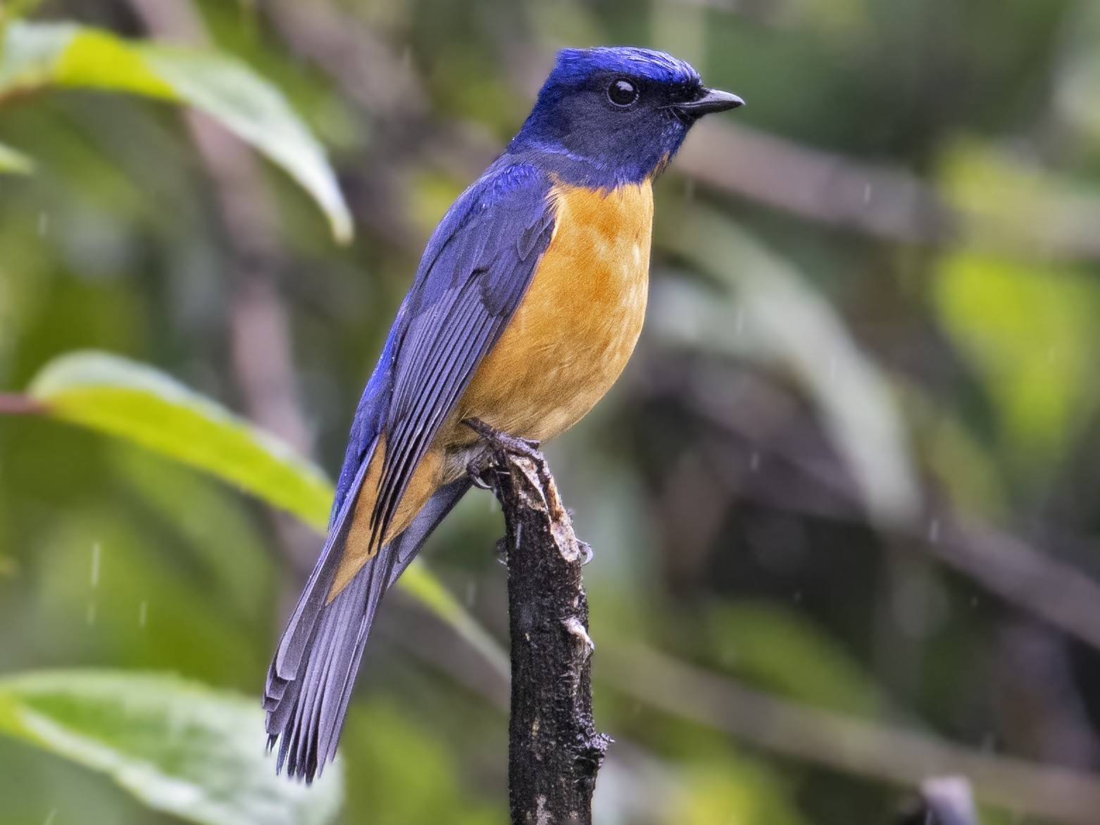 Vivid Niltava (Chinese) - eBird