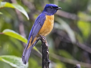 Chinese Vivid Niltava - eBird