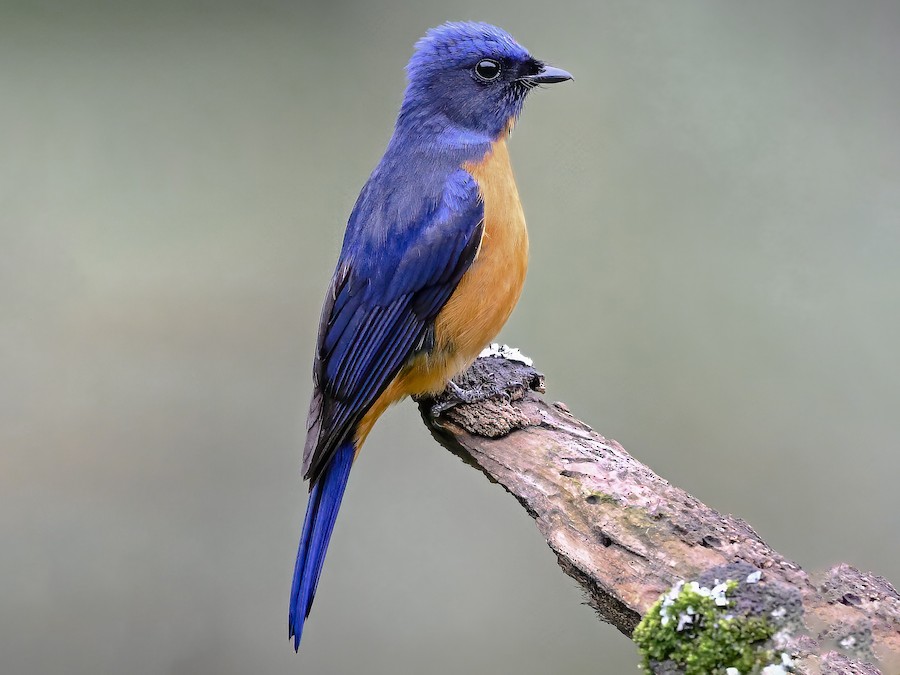 Chinese Vivid Niltava - eBird