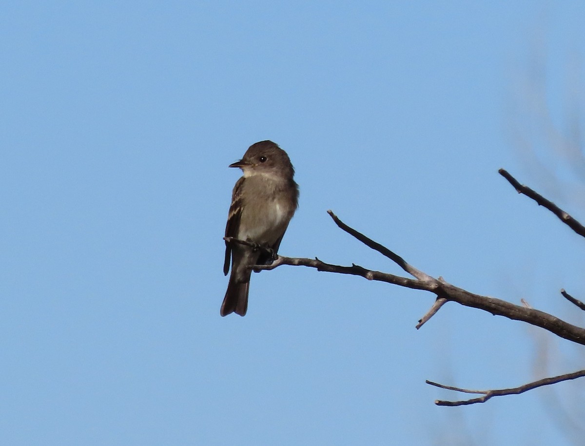 eBird Checklist - 17 Sep 2022 - Billy Creek SWA (Ouray Co) - 20 species