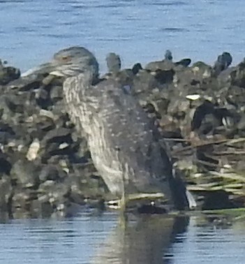 eBird Checklist - 20 Sep 2022 - X Calabash Waterfront Park Bridge - 14 ...