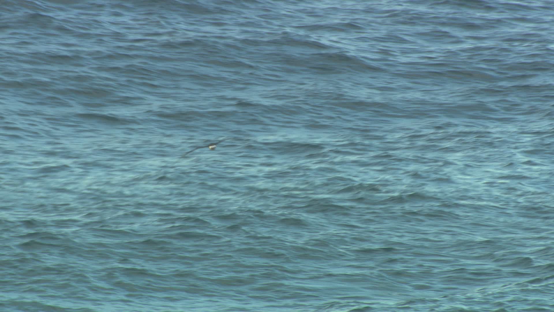 ML485904 - Laysan Albatross - Macaulay Library