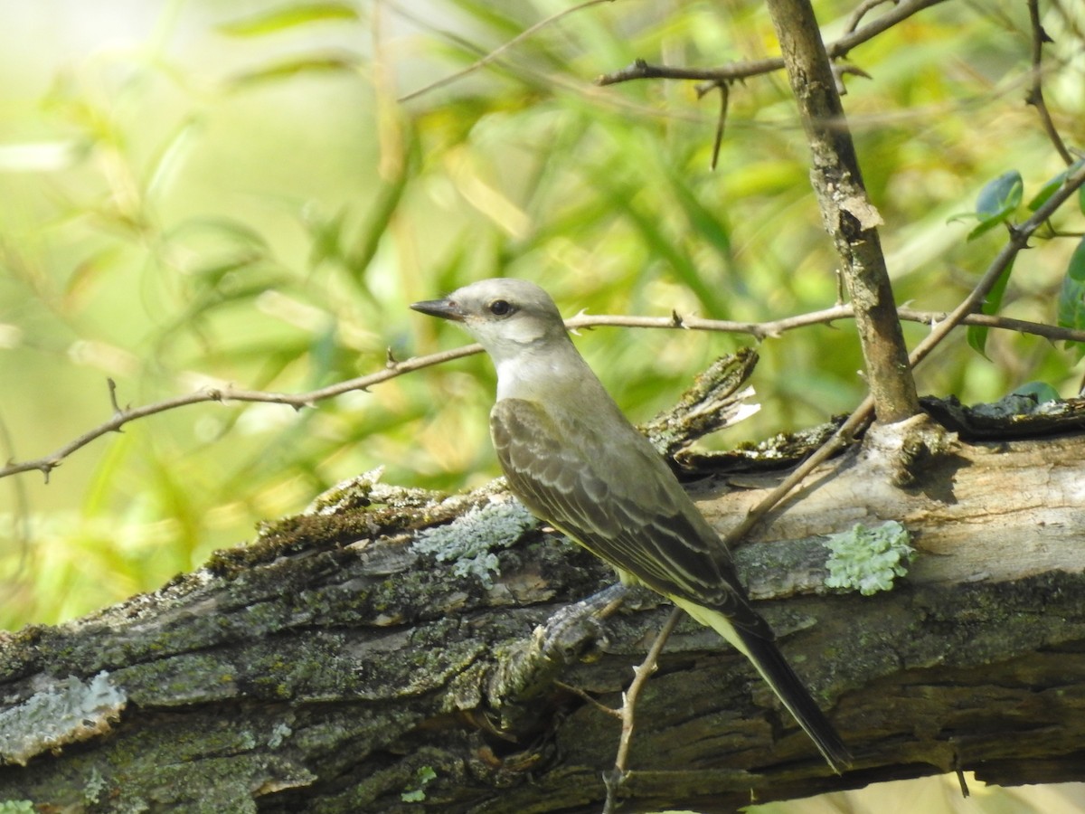 eBird Checklist - 20 Sep 2022 - Mount Pleasant Farm - Howard County ...