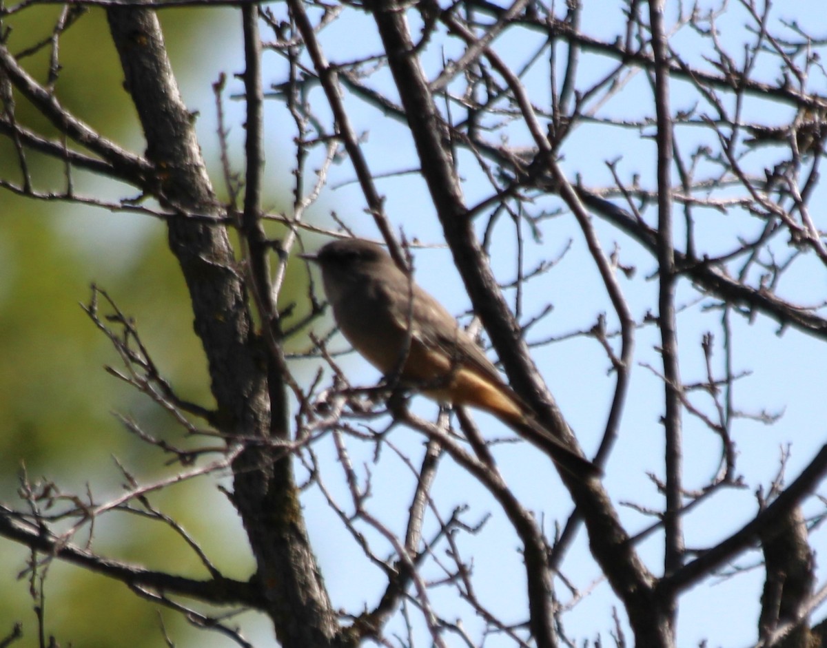 eBird Checklist - 20 Sep 2022 - Spokane Airport - 1 species