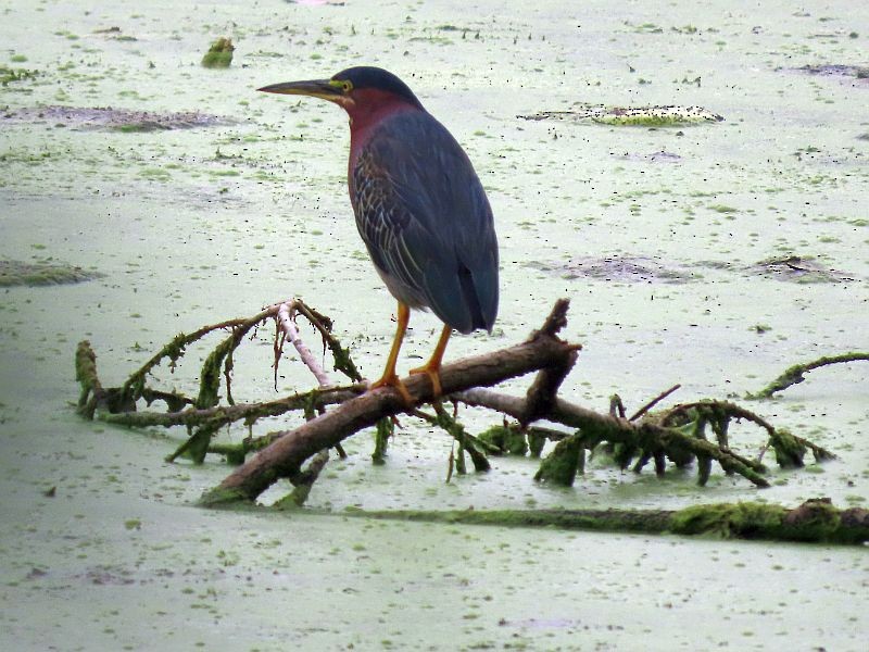 eBird Checklist - 15 Sep 2022 - Magee Marsh (Ottawa Co.) - 36 species ...