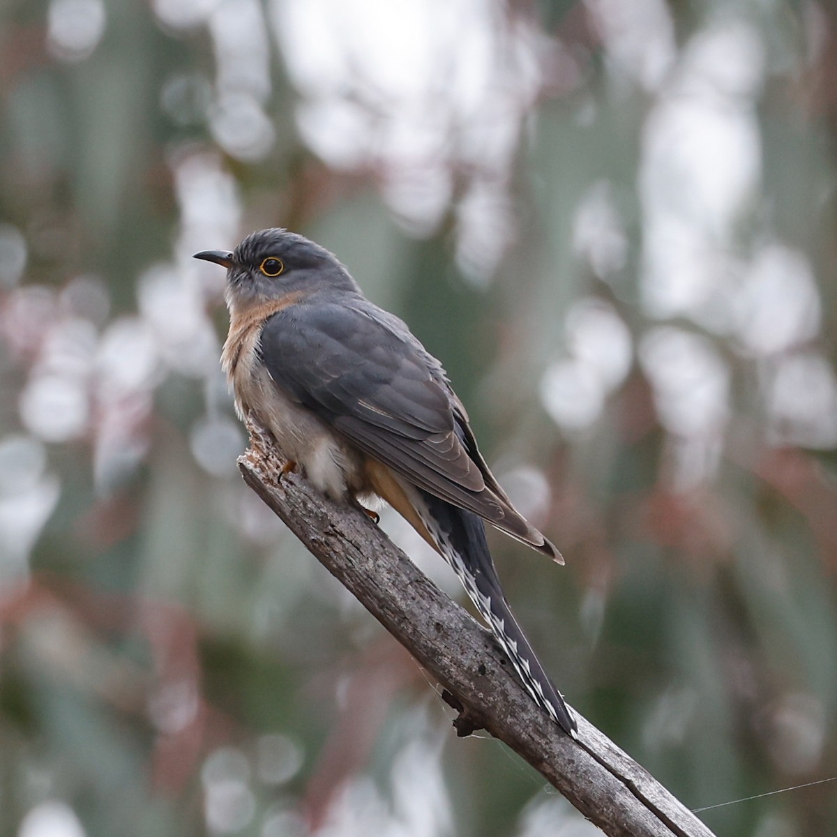 eBird Checklist - 21 Sep 2022 - Bluetts Block (Uriarra) - 19 species