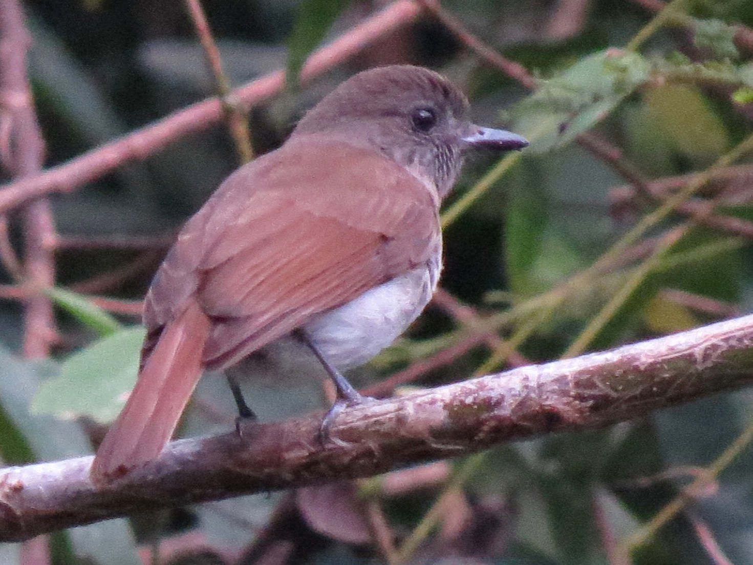 Sumba Jungle Flycatcher - eBird