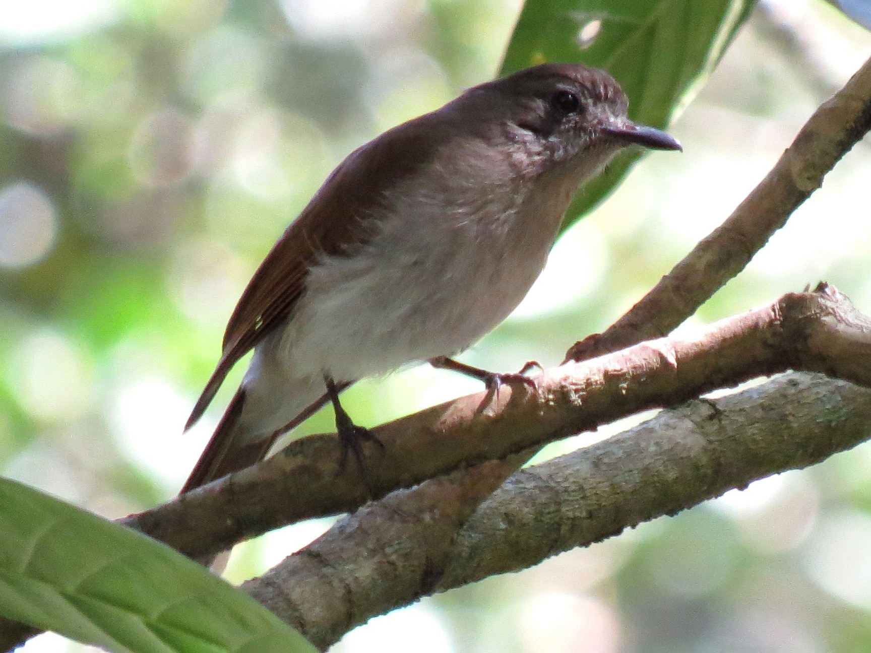 Sumba Jungle Flycatcher - eBird