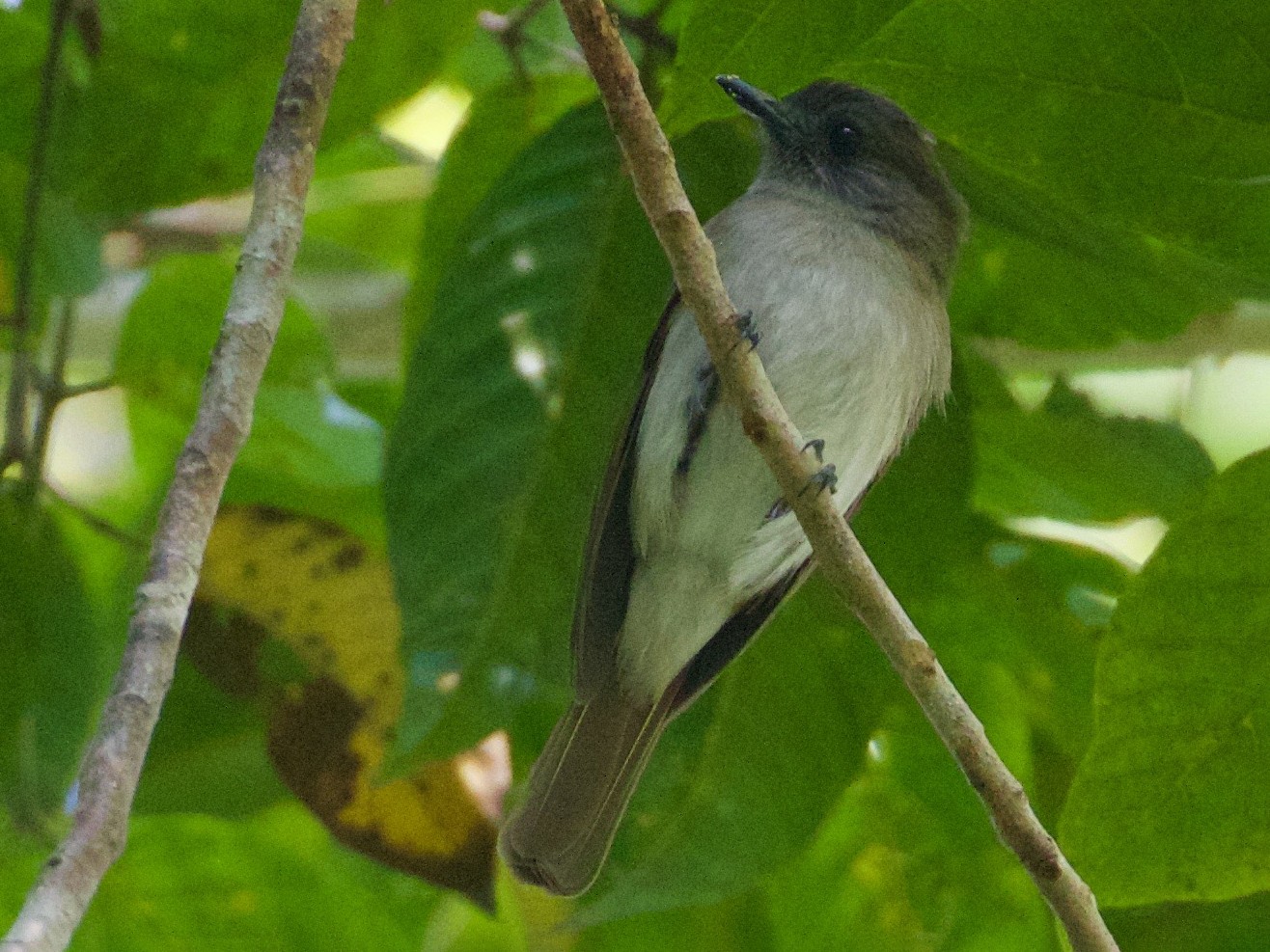 Sumba Jungle Flycatcher - eBird