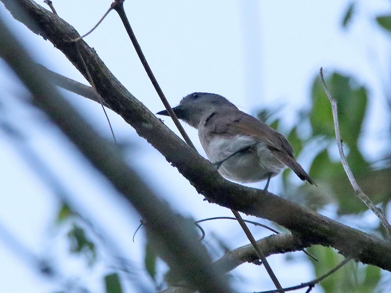 Sumba Jungle Flycatcher - eBird