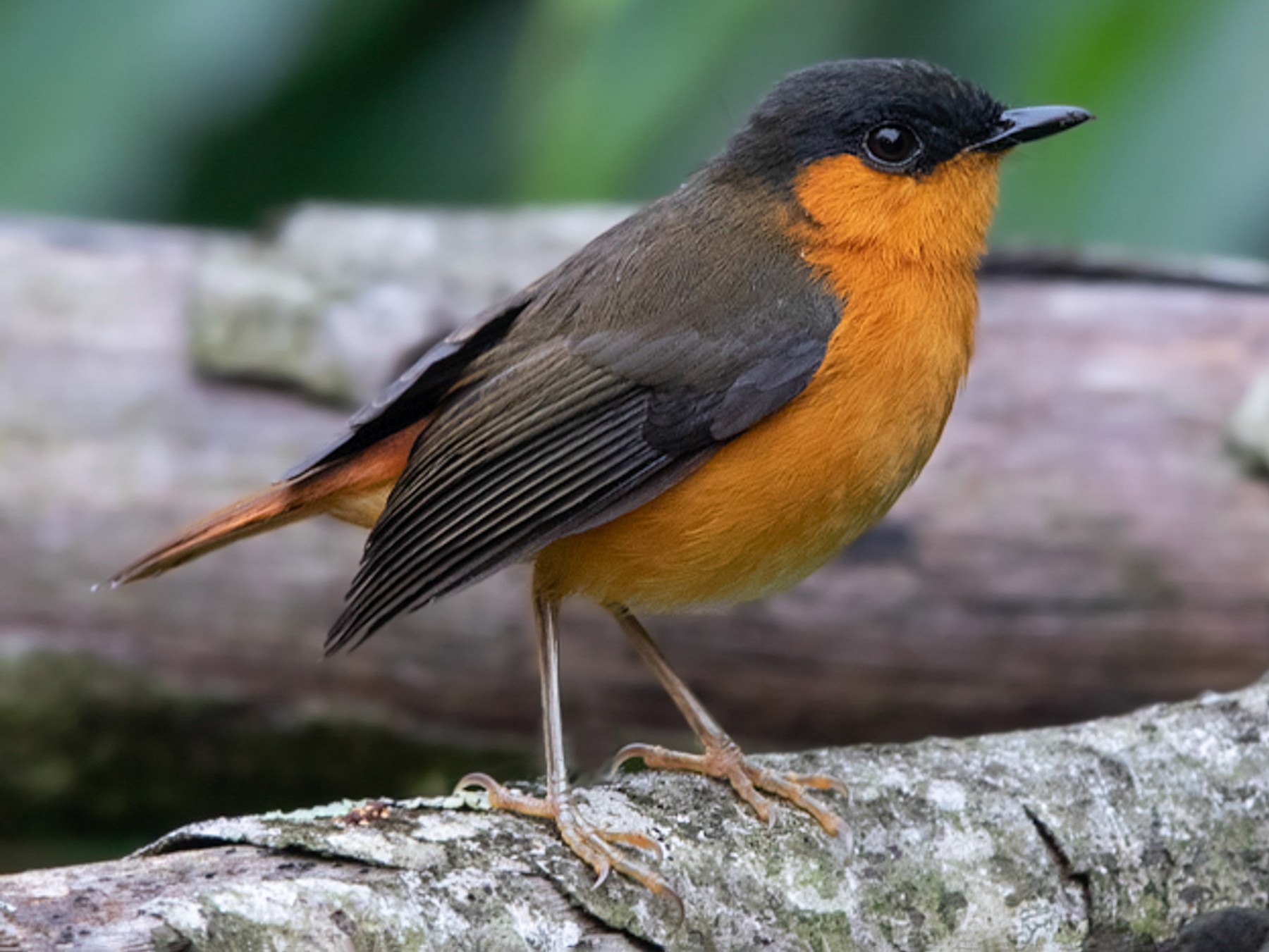 Short-tailed Akalat - eBird