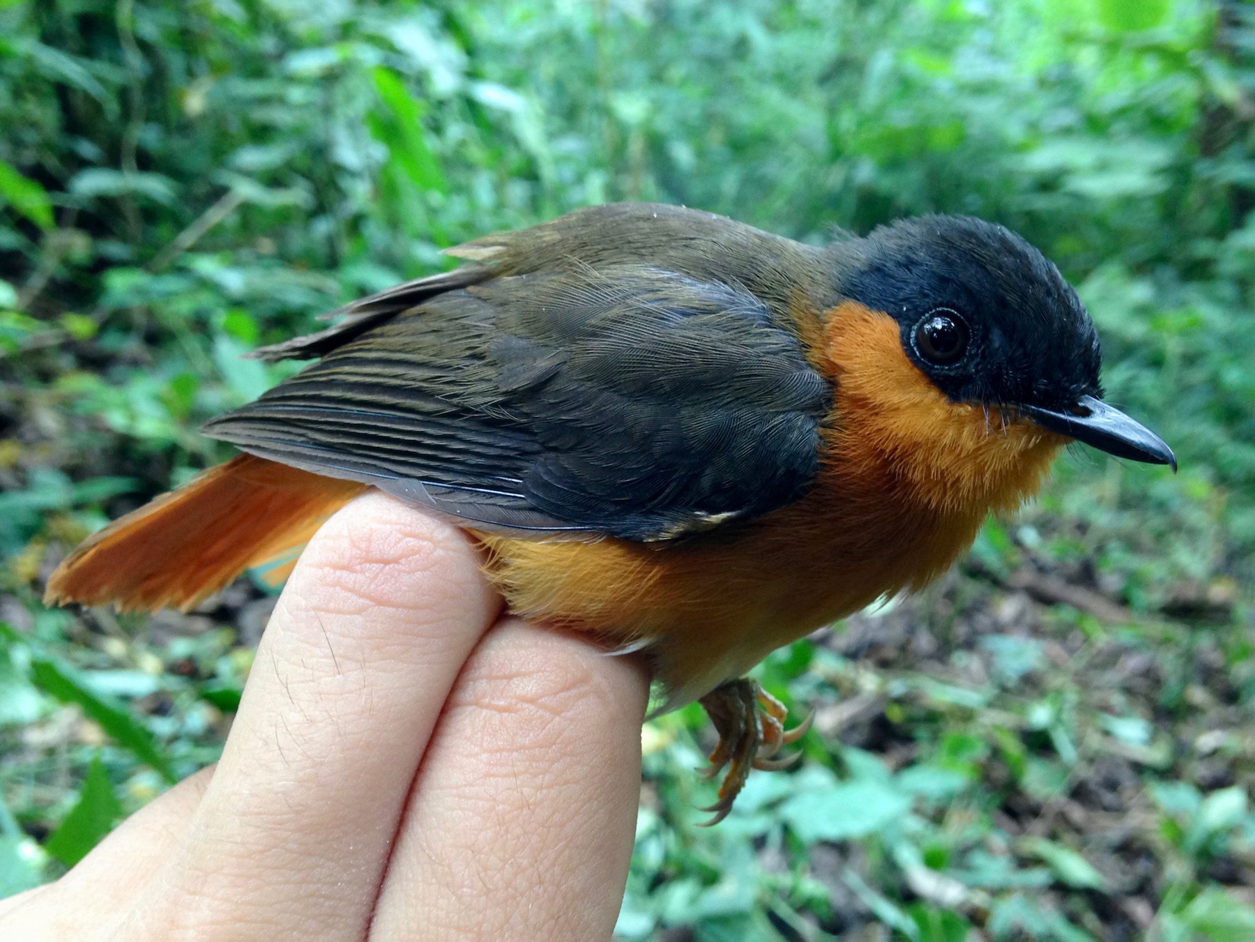 Short-tailed Akalat - eBird