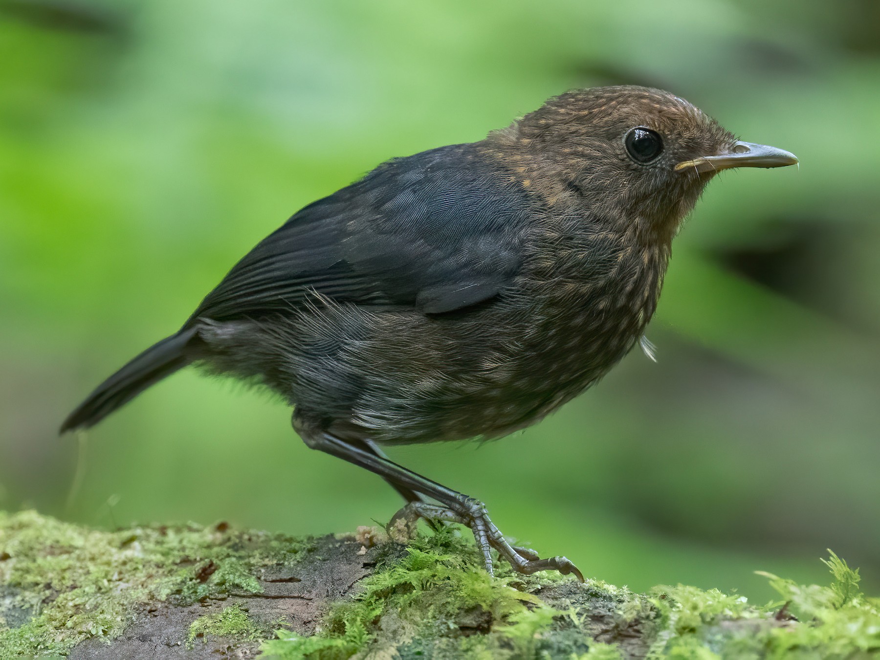 Philippine Shortwing - eBird
