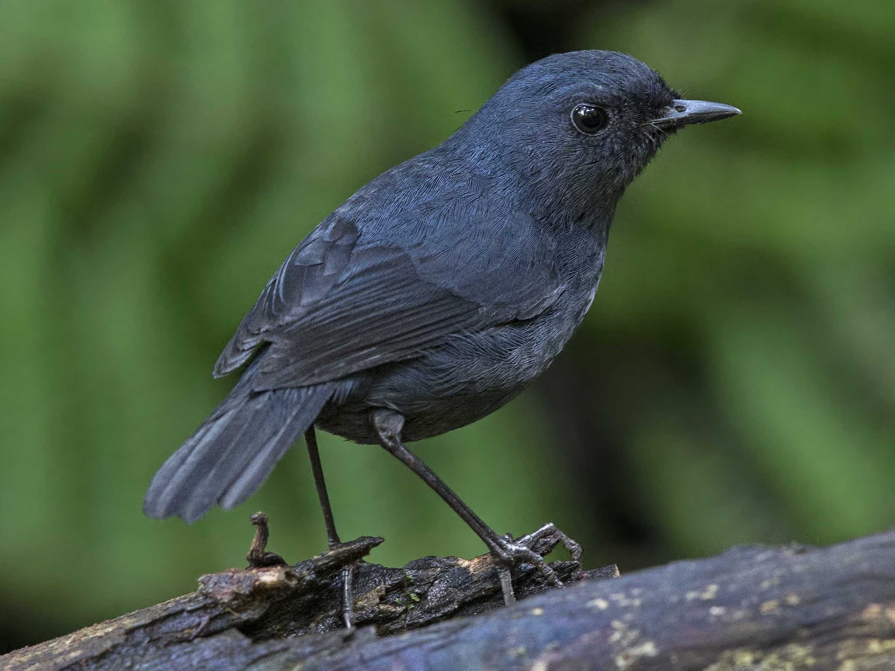 Philippine Shortwing - eBird