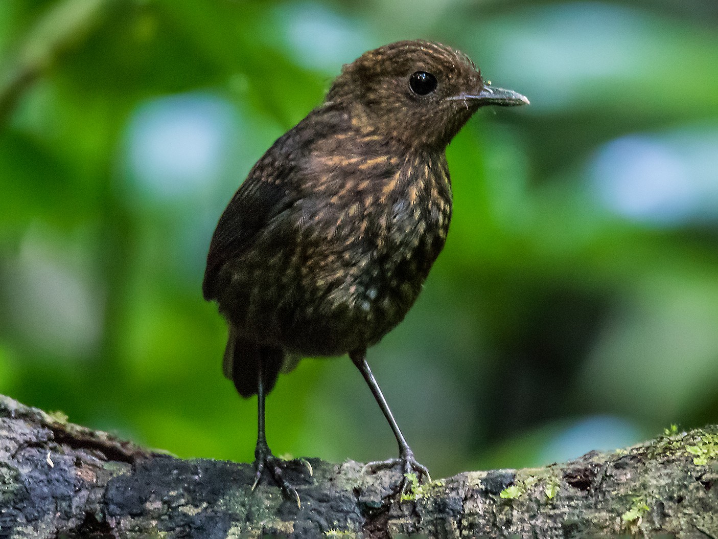 Philippine Shortwing - eBird