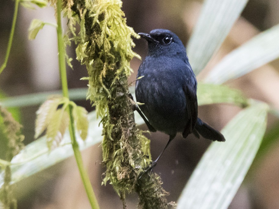 Alicorto de Borneo - eBird