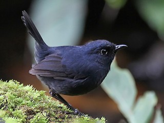 Bornean Shortwing - eBird