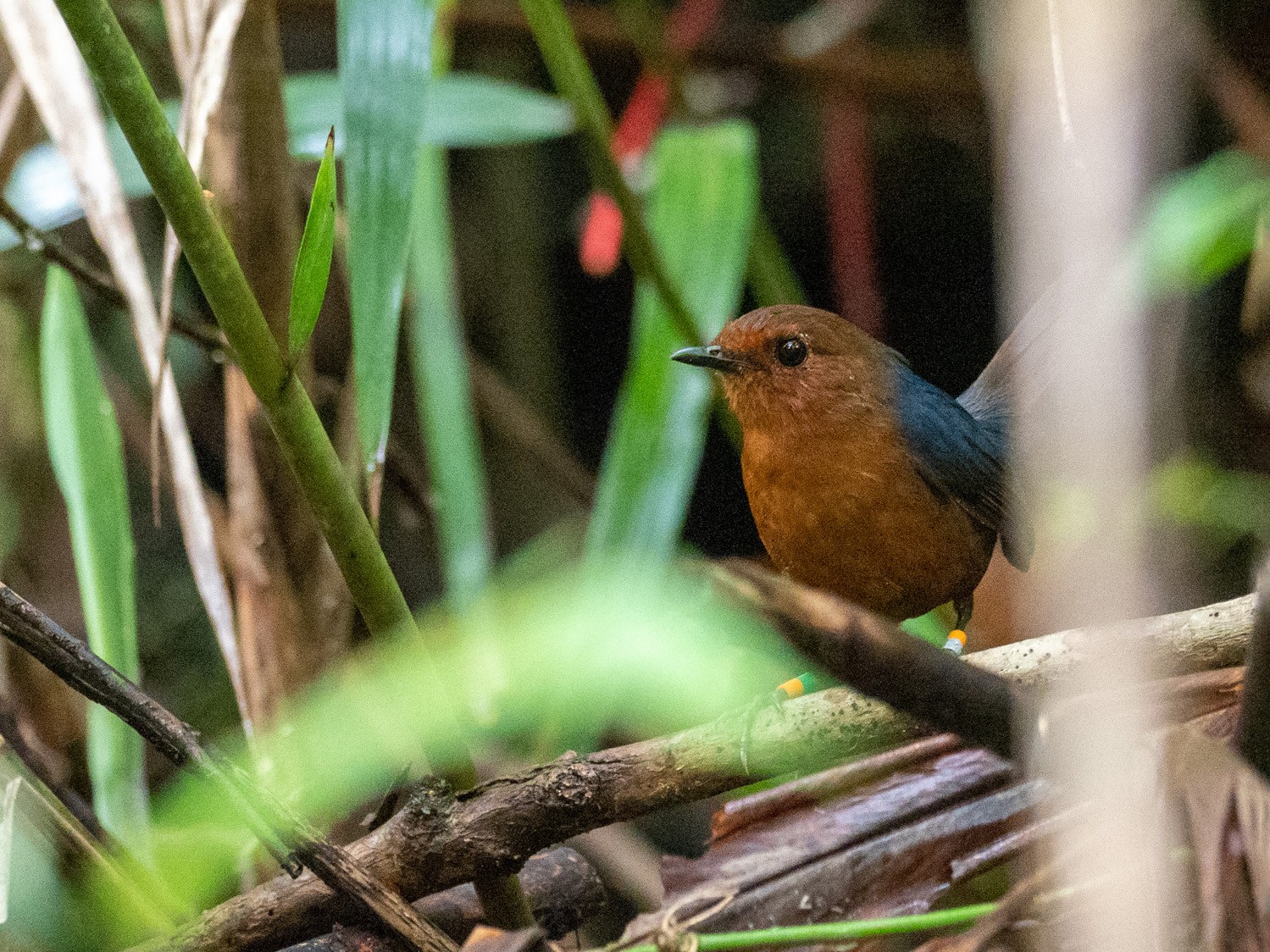 Alicorto de Borneo - eBird